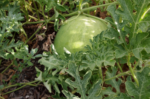 Desert King Watermelon | tasteofheavenfarm