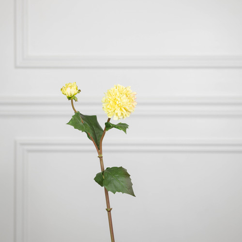 Candy Dahlia in Lemonade | Eleven Gardens