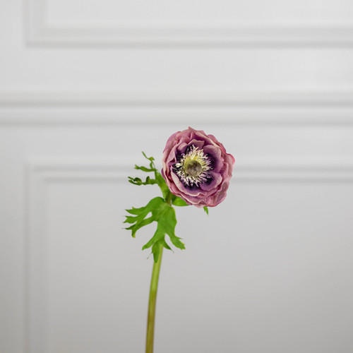 Amy poppy in Lavender | Eleven Gardens