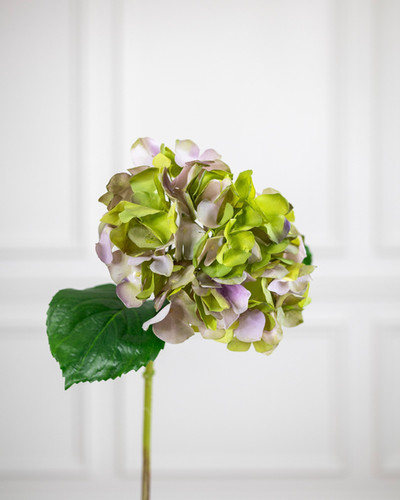 Heidi Hydrangea Green Lavender (organic touch) | Eleven Gardens