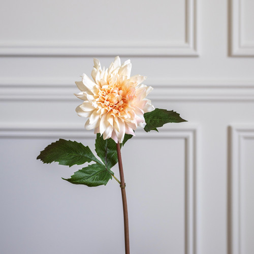 Andrea Dahlia in Vanilla Peach (organic touch) | Eleven Gardens
