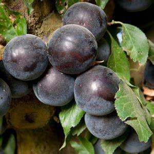 Pluerry Sprite | Timber Shack