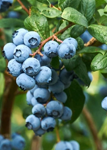 Blueberry Blueray | Timber Shack