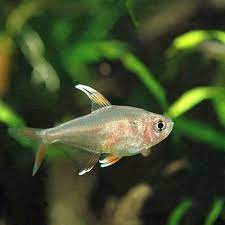 WHITE FINNED TETRA | Aquarium hut
