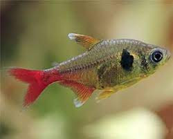 YELLOW PHANTOM TETRA | Aquarium hut