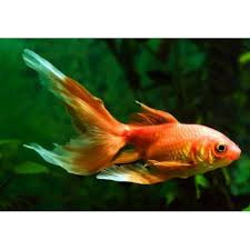ASSORTED FANTAIL GOLD FISH | Aquarium hut