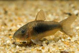 ASSORTED CORYDORAS | Aquarium hut