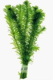 Elodea plant | Aquarium hut