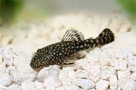 BRISTLENOSE CATFISH PEPPERMINT | Aquarium hut