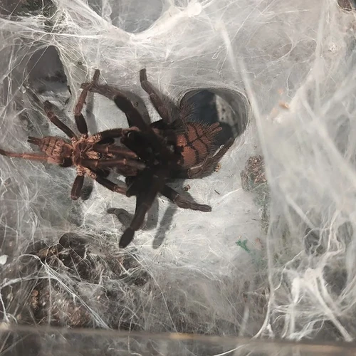 Chilobrachys fimbriatus (Indian Violet Tarantula ) | Grimoire ...