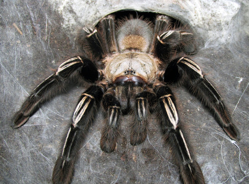 Ephebopus murinus (skeleton leg tarantula) | Grimoire Exoticshttps ...