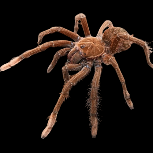 Theraphosa apophysis (Pinkfoot Goliath Birdeater)