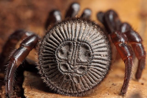 Cyclocosmia truncata(Ravine Trapdoor Spider) | Grimoire Exoticshttps ...