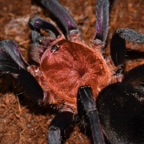 Bumba horrida (Brazilian Red Head) | Grimoire Exoticshttps://static ...