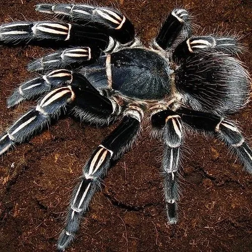 Aphonopelma seemanni(Costa Rican Zebra Stripped Knee) | Grimoire ...
