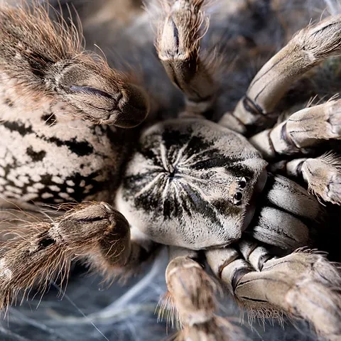Heteroscodra maculata (Togo starburst tarantula) | Grimoire ...