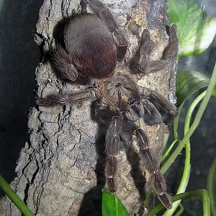 Psalmopoeus reduncus(Costa Rican orange mouth) | Grimoire Exoticshttps ...