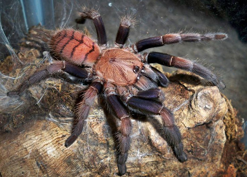 Chilobrachys fimbriatus (Indian Violet Tarantula ) | Grimoire ...