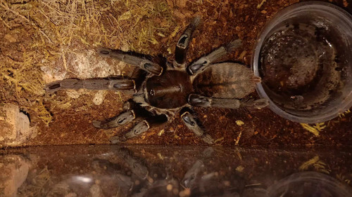 Cyriopagopus longipes (Cambodian Earth Tiger Tarantula) | Grimoire ...
