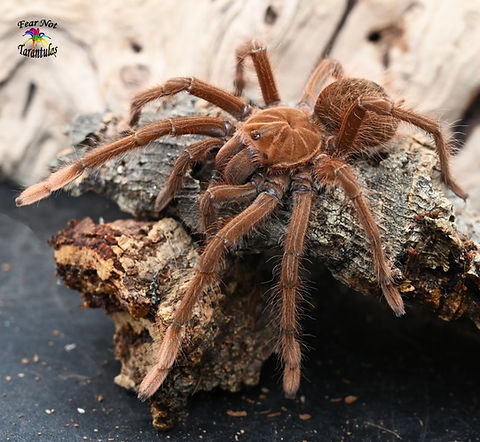 Theraphosa apophysis (Pinkfoot Goliath Birdeater) care guide