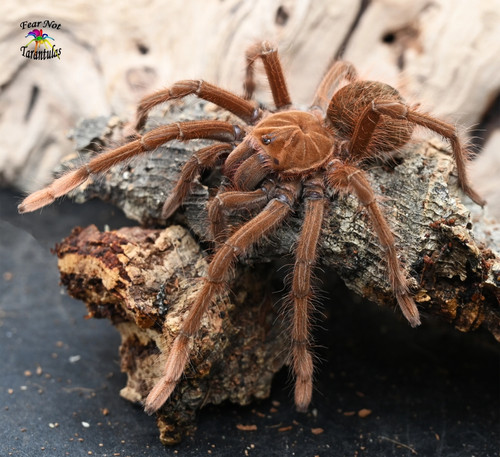 Theraphosa apophysis (Pinkfoot Goliath Birdeater)