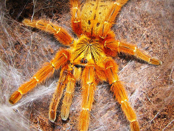 Orange Baboon Tarantula, OBT (Pterinochilus murinus) care guide