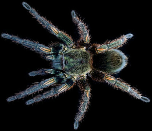 Thrixopelma pruriens (Peruvian Green Velvet Tarantula) | Grimoire ...
