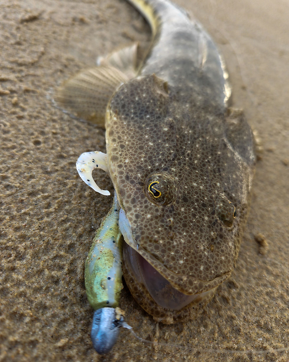 Flathead Fishing - How to Catch Dusky Flathead (Land-based)