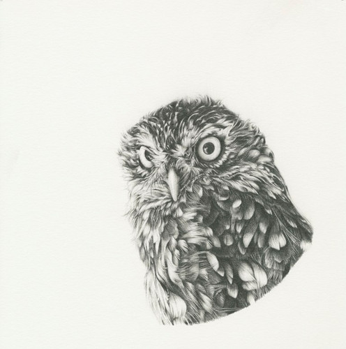 Little Brown Owl (graphite) - SOLD | janecrisp