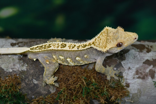 Tri Color Flame Male CG-88-22 | Evolver Reptiles