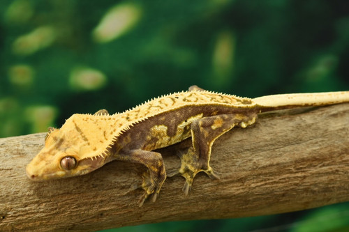 Tri Color Pinstripe Male CG-54-22 | Evolver Reptiles