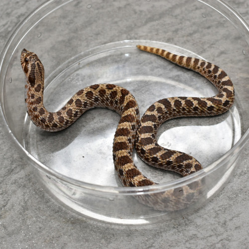 Female Sable Het Albino (Sunburst) | Evolver Reptiles