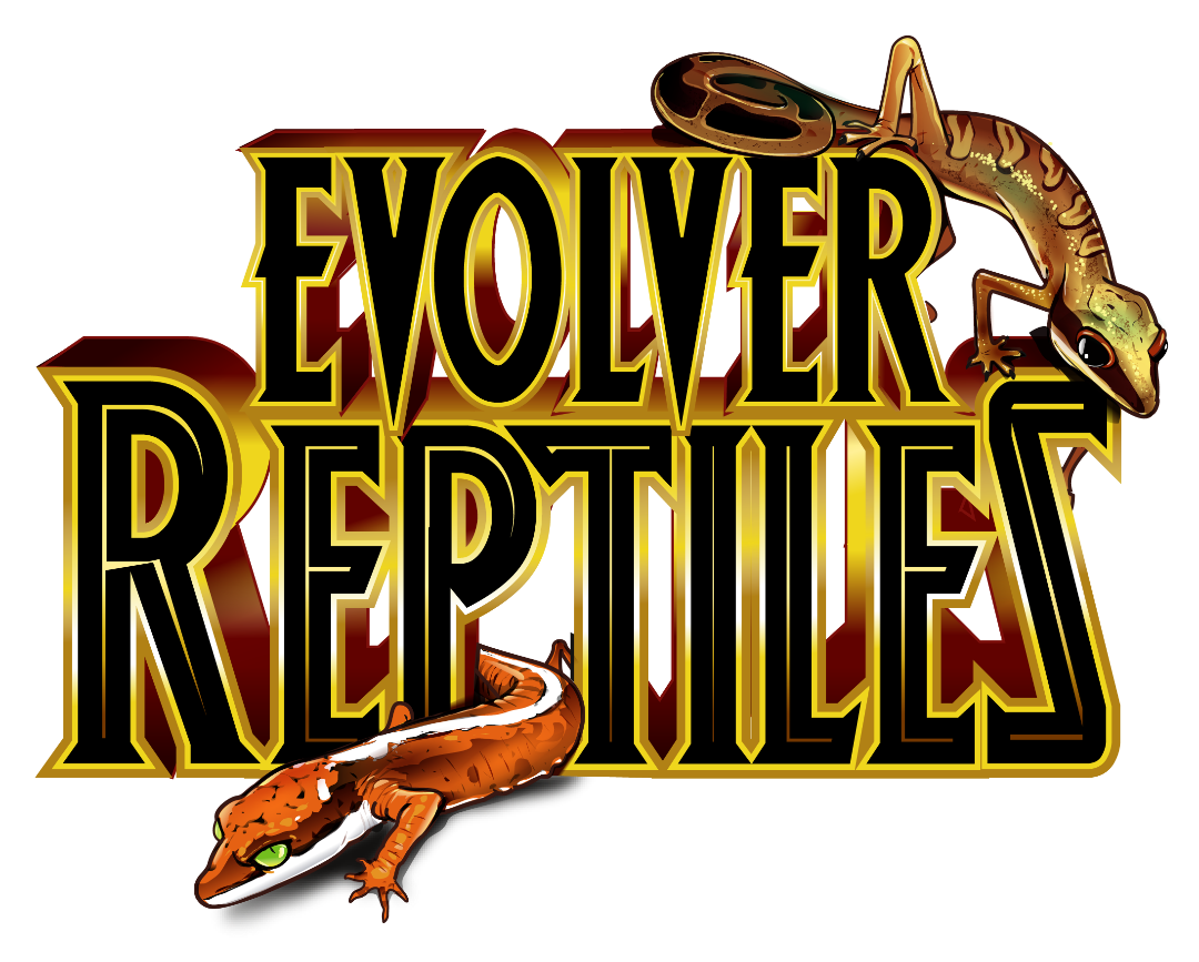 Malaysian Cat Geckos | Captive Bred | Evolver Reptiles