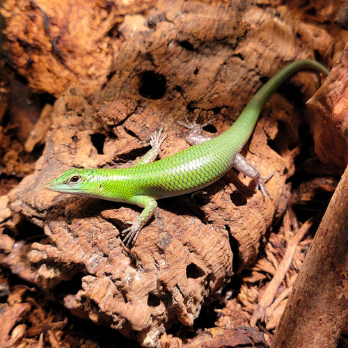 Baby Emerald Tree Skinks | Evolver Reptiles