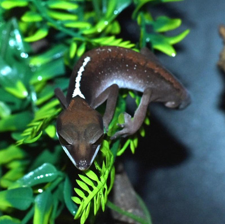 Cat Gecko Care Guide | Evolver Reptiles