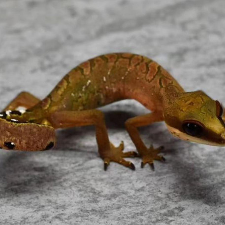 Cat Gecko Care Guide | Evolver Reptiles