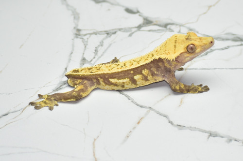 Tri Color Pinstripe Male CG-54-22 | Evolver Reptiles