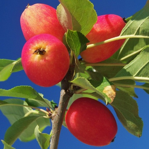 Apple - Malus baccata ‘Dolgo’ | Amsterdam Greenhouse