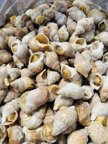 FROZEN COOKED WHOLE BULOT SNAIL 30-50 (FF 01077) | Gulf Coast Sea Trade