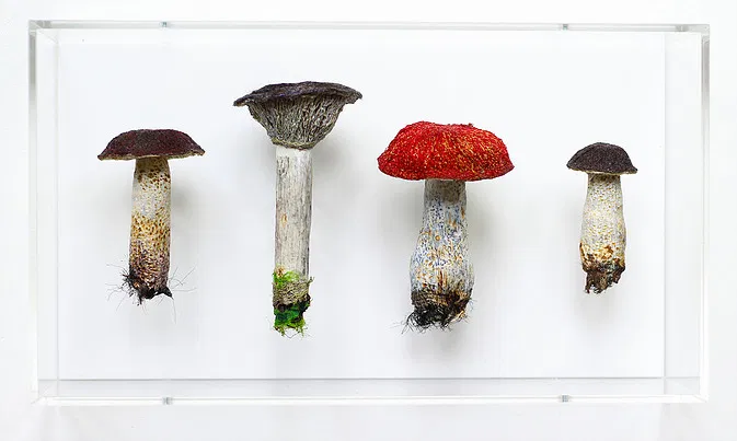 Amanda Cobbett | making goode