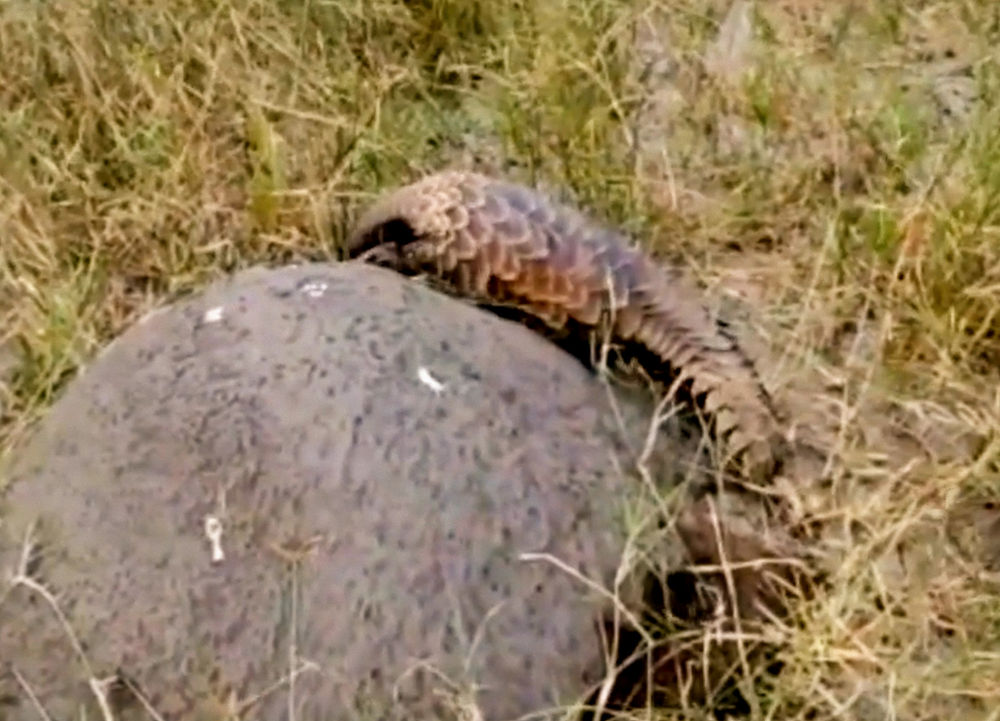 Soltando um Pangolim de volta ao seu habitat