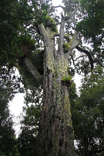 Mareikura Rongoā | Rongoā Mauri Online