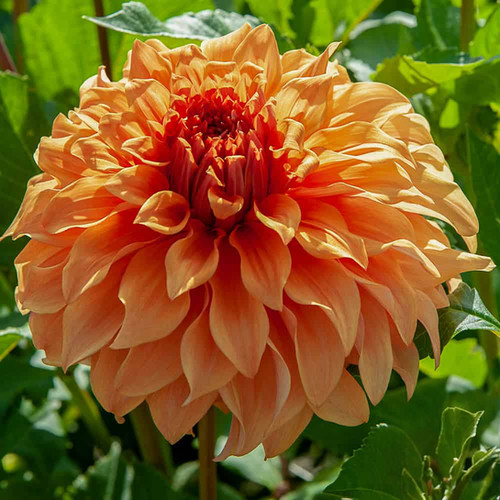 Dahlia Great Hercules | Gager Estate