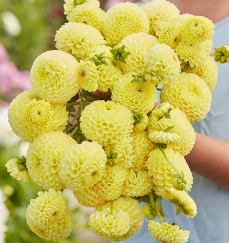 Dahlia Clearview Daniel | Gager Estate