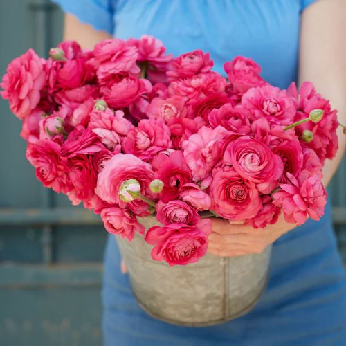Ranunculus "Bonbon" (20 corms) | Gager Estate