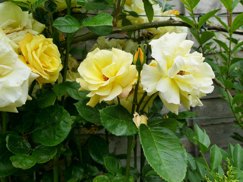 Rosa Arthur Bell | Gager Estate