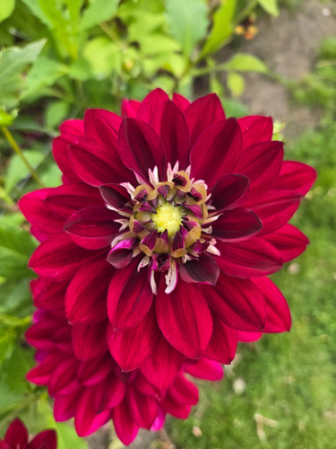 Dahlia King Arthur | Gager Estate