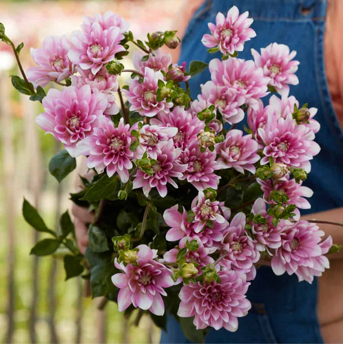 Dahlia Pink Perception | Gager Estate