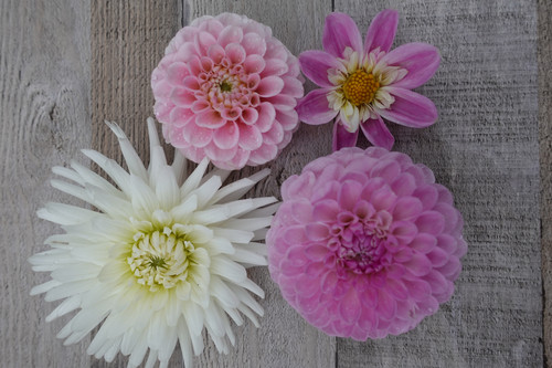 Elle Blush Pink Dahlia Collection | Gager Estate