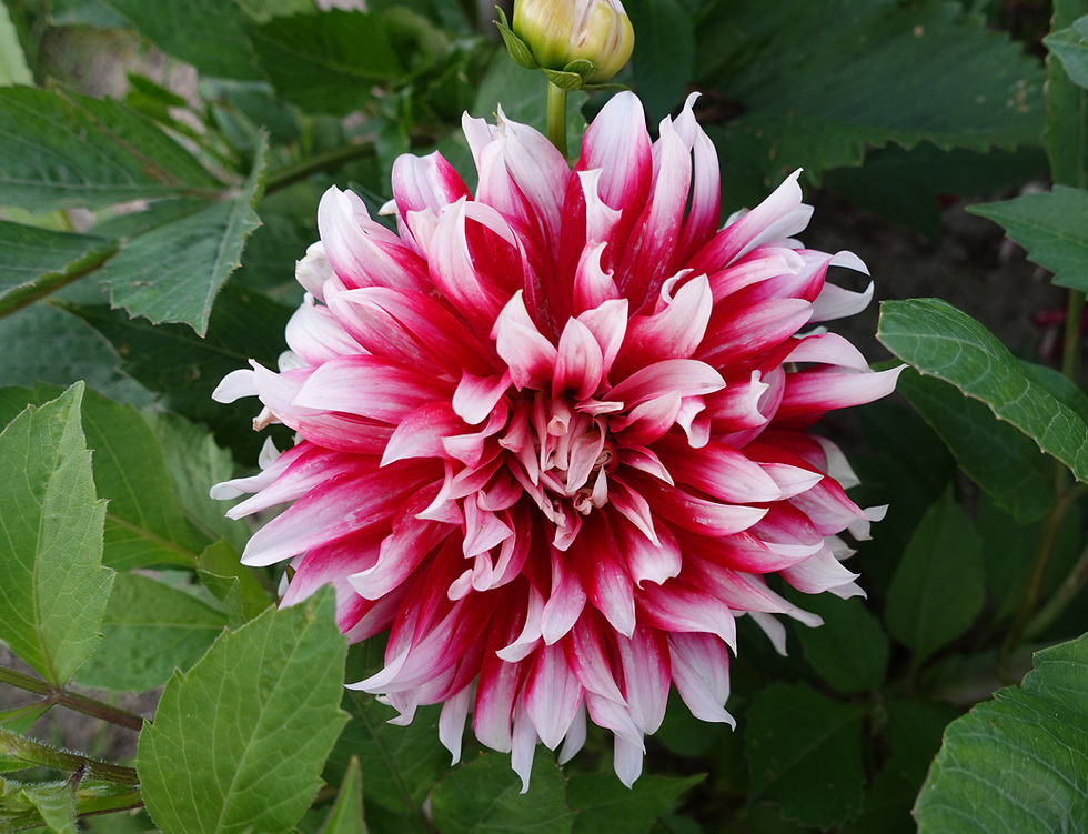 Dahlia Sam Hopkins | Gager Estate